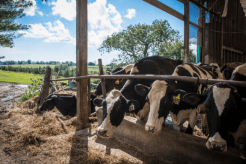 Virtual Farm Tours for Schools - New England Dairy