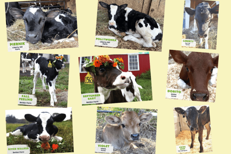 Adopt a Cow Program Connects Kids to Cows and Local Farms - New England ...