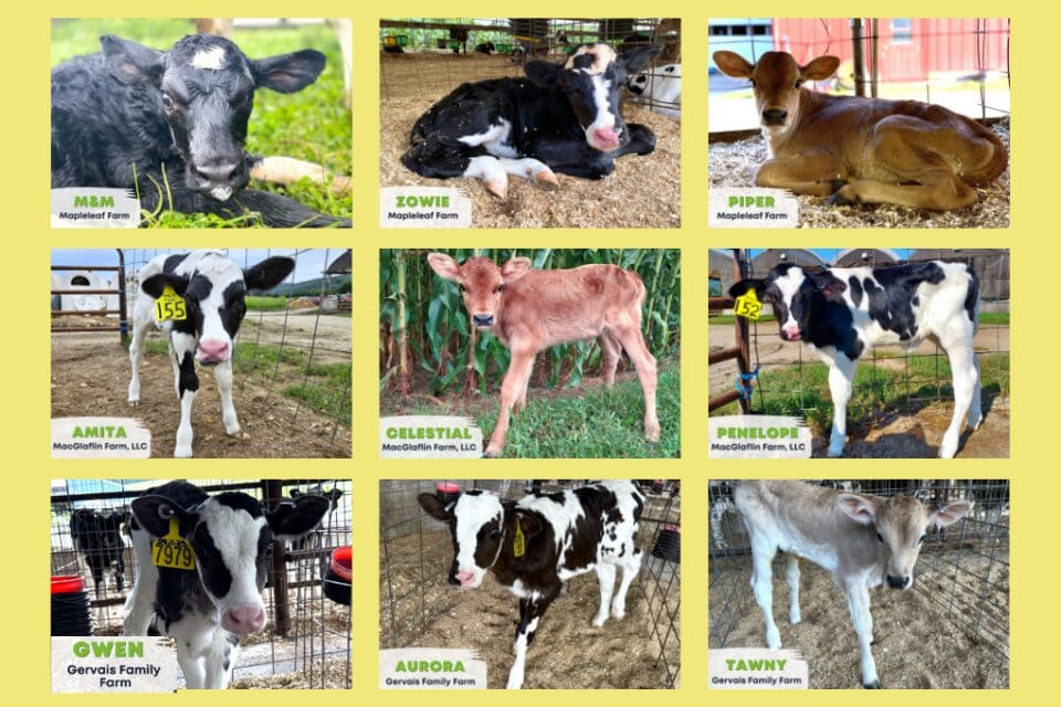 Adopt a Cow Program Connects Kids to Cows and Local Farms - New England ...