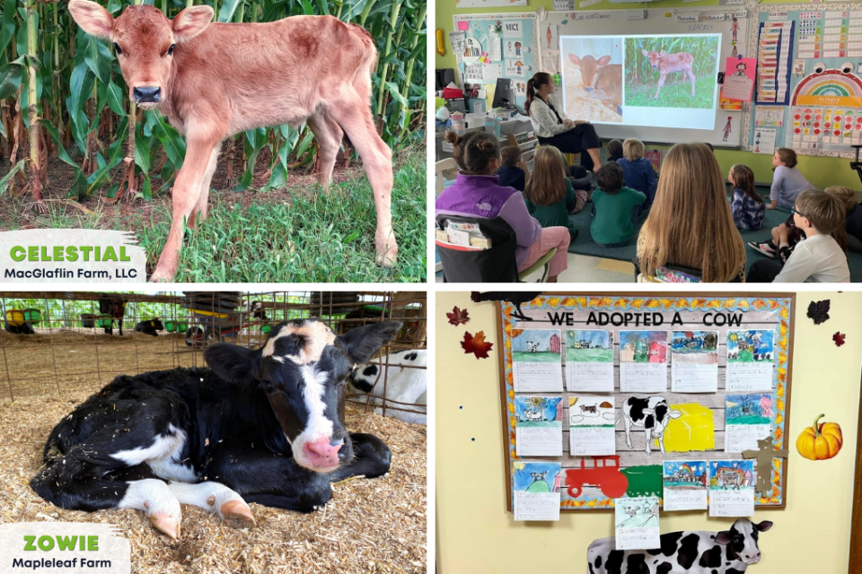 Adopt a Cow Program Connects Kids to Cows and Local Farms - New England ...