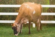 Arethusa Farm: Award-Winning Connecticut Dairy | New England Dairy