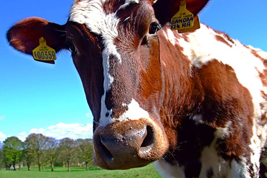 Meet the Cows: A Guide to Dairy Cow Breeds | New England Dairy