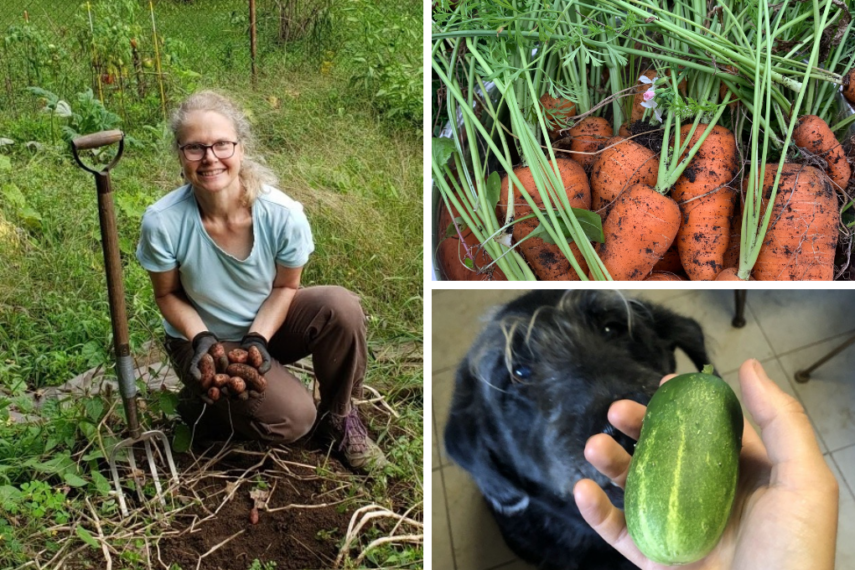 What is Non-Homogenized Milk? Cream-Top Milk Facts | New England Dairy