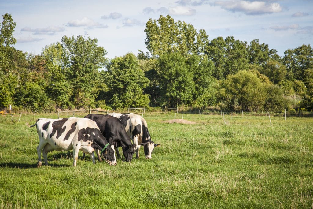 Dairy Cows – The Ultimate Recyclers - New England Dairy