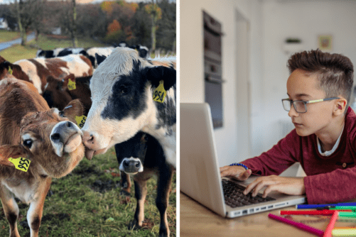 Farm to School Activities | In Classroom & Remote | New England Dairy