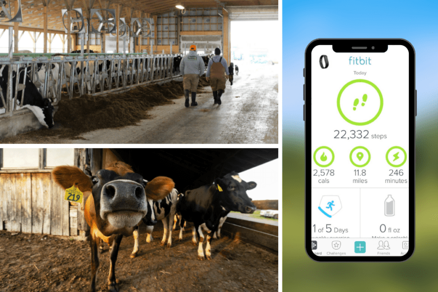 These Farmers Love Their Fitbits | Their Cows Do Too - New England Dairy