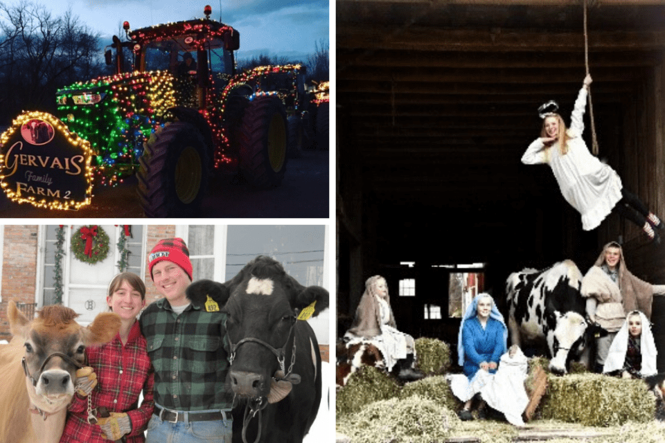 Holiday Traditions, Dairy Farm Style! | New England Dairy