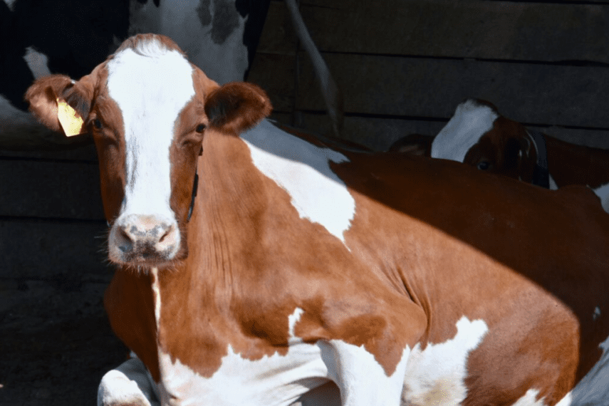 Meet the Cows: A Guide to Dairy Cow Breeds | New England Dairy