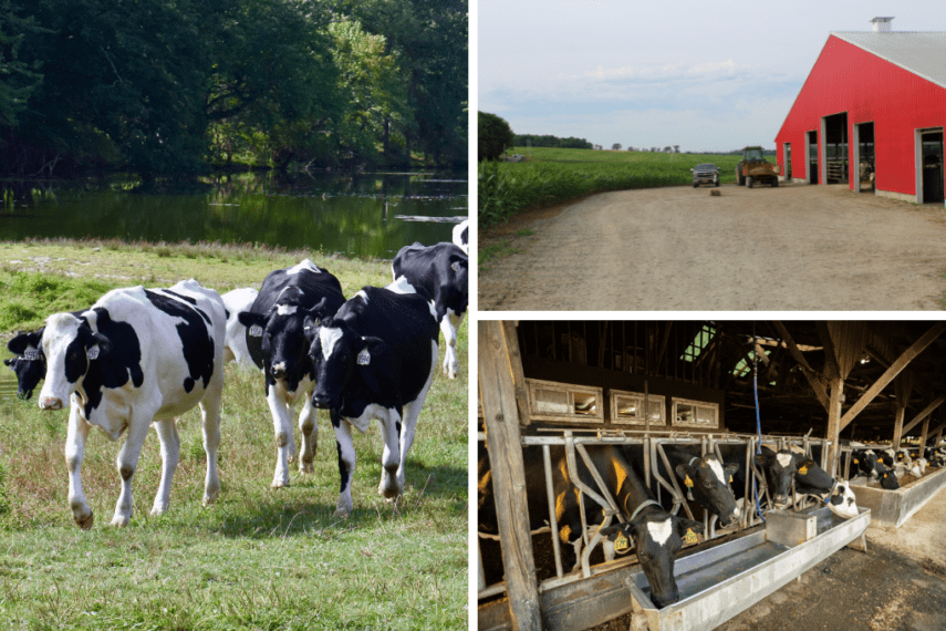Adopt a Cow Program Connects Kids to Cows and Local Farms - New England ...