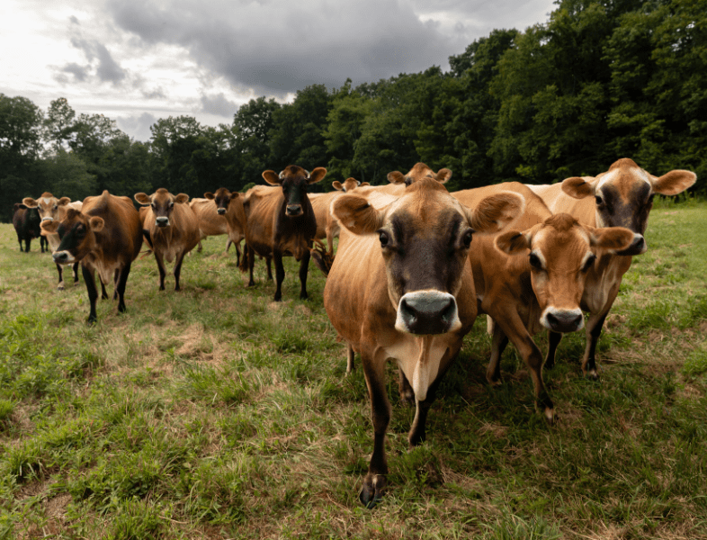 Connecticut Dairy:Part of the Climate Solution - New England Dairy