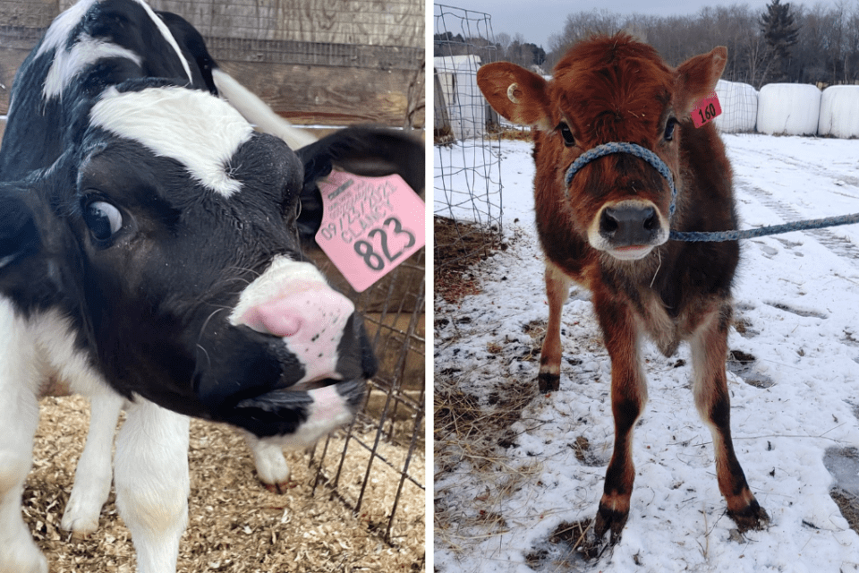 Adopt a Cow Program Connects Kids to Cows and Local Farms - New England ...
