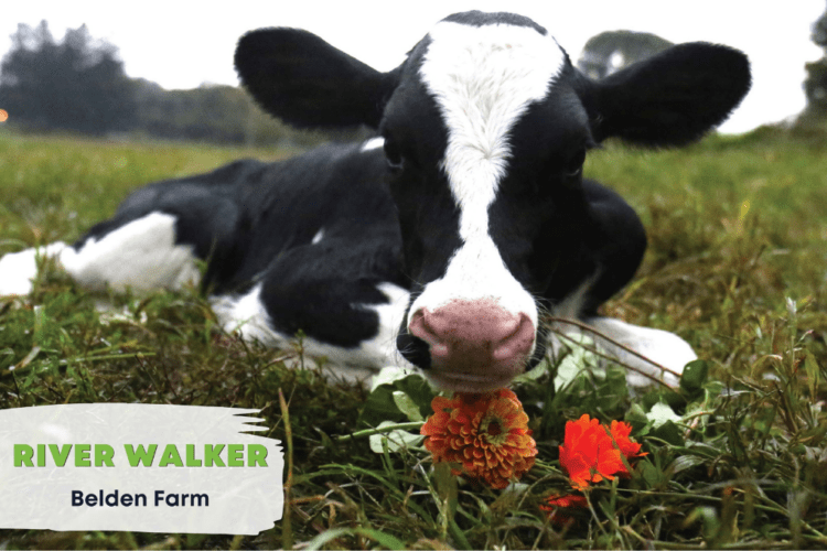 New England Dairy Farmers Host Adopt a Cow Live Chats - New England Dairy