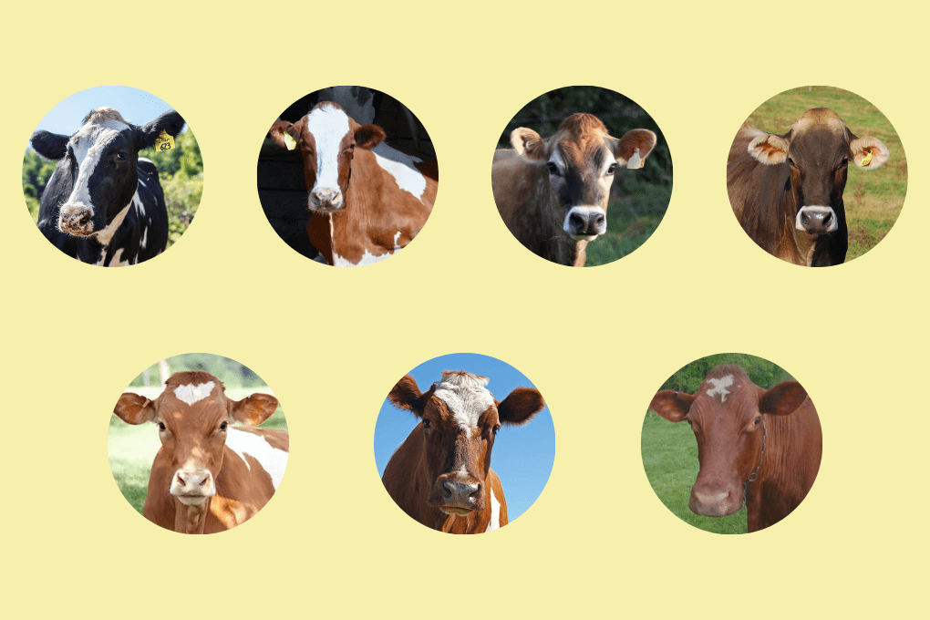 Cow Care - New England Dairy