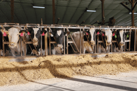 Canaan View Dairy - New England Dairy