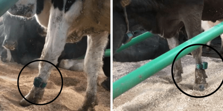 These Farmers Love Their Fitbits | Their Cows Do Too - New England Dairy