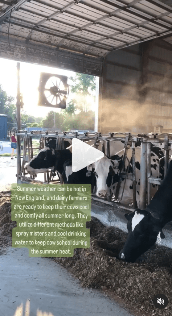 Summer Cow Care on New England Dairy Farms - New England Dairy