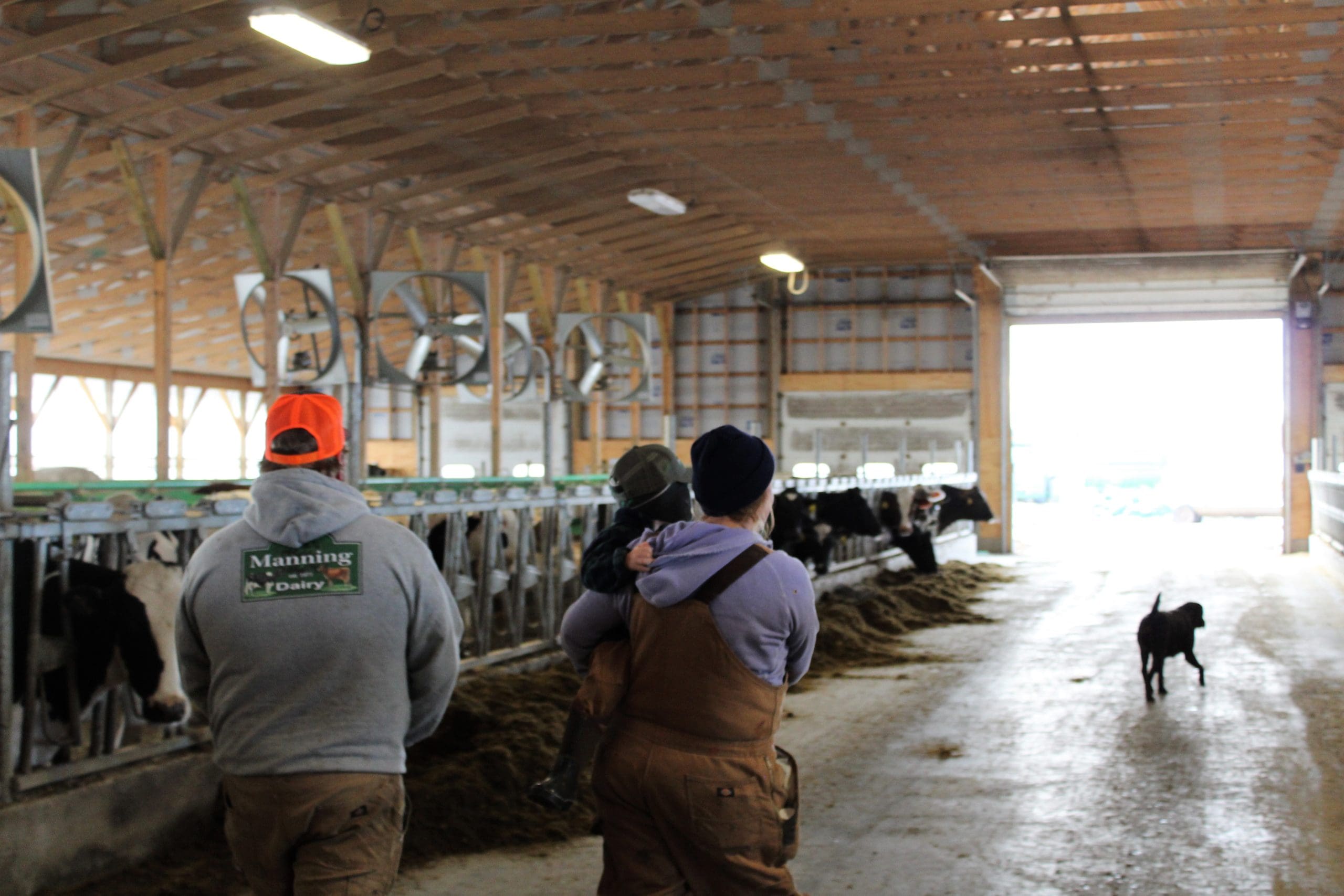These Farmers Love Their Fitbits | Their Cows Do Too - New England Dairy