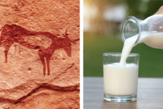 Milk Nutrition, Common Questions & More | New England Dairy