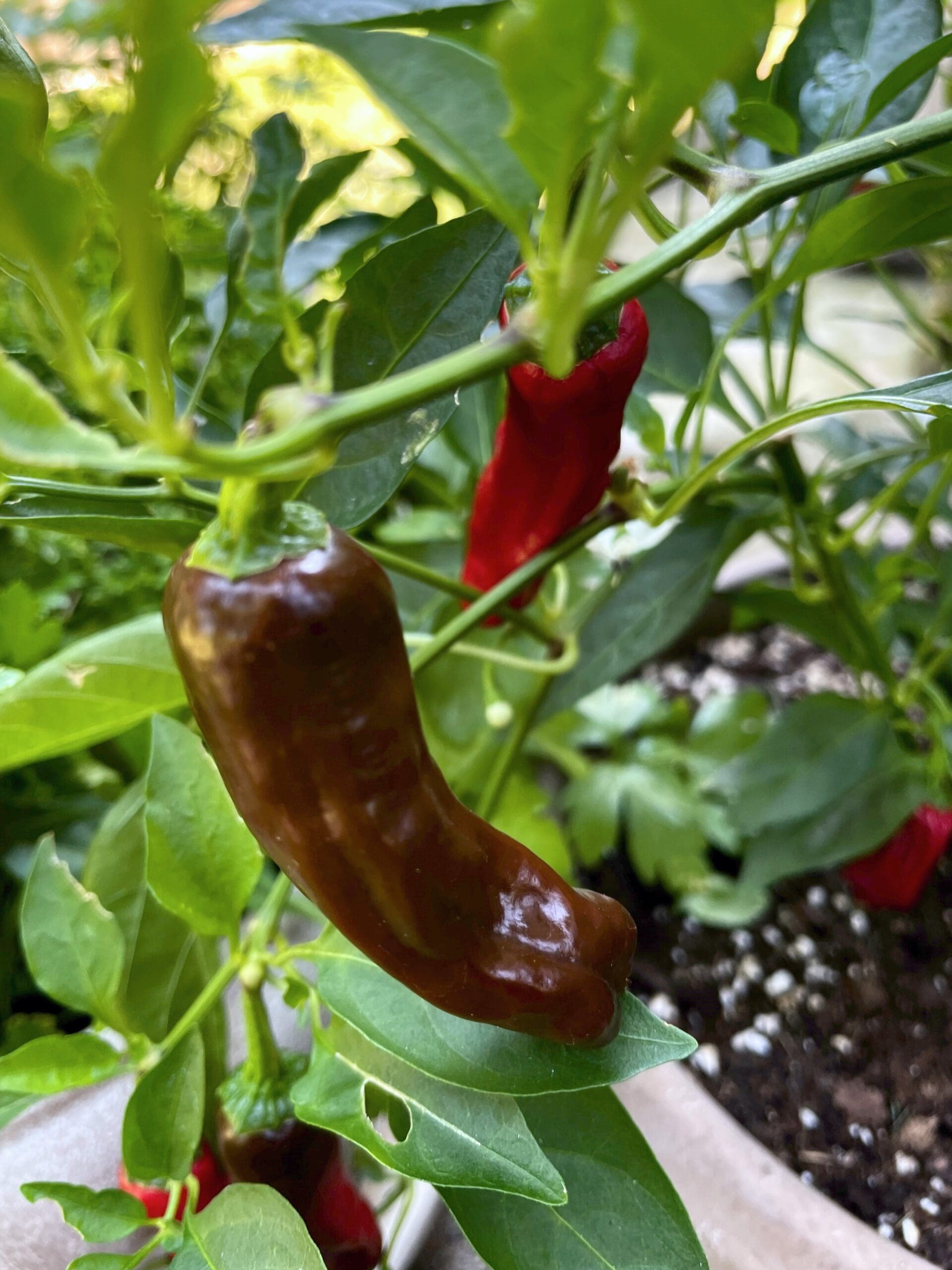 Gardening Tips & Tricks from the New England Dairy Team