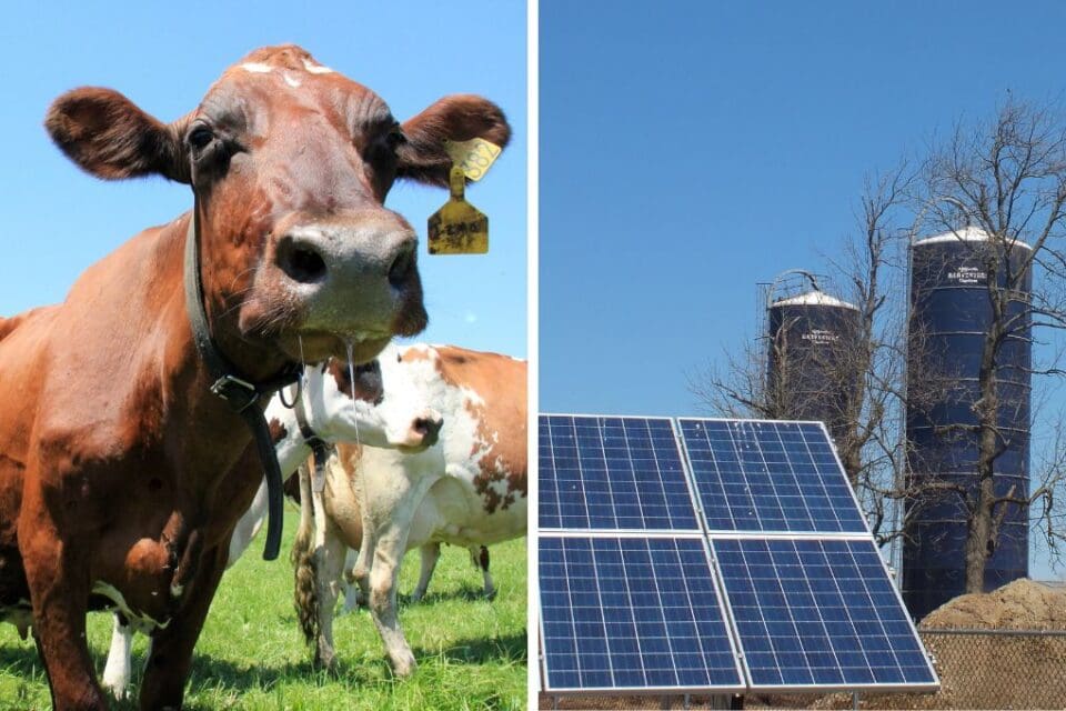 Solar Power on Dairy Farms - New England Dairy