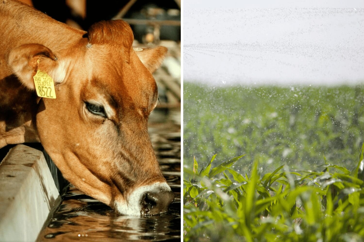 Water Stewardship - New England Dairy