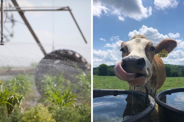 Water Usage on Farms: How Dairy’s Making Every Drop Count - New England ...