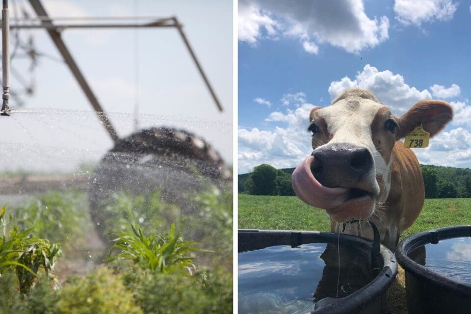 Water Usage on Farms: How Dairy’s Making Every Drop Count - New England ...