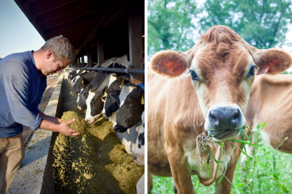 What Cows Eat To Make The Dairy Foods You Love New England Dairy